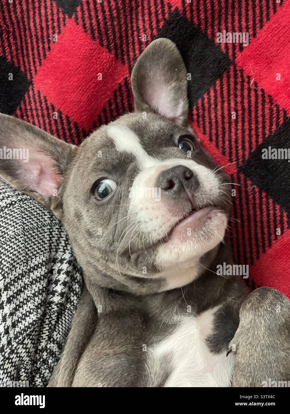 Micro bully dog hi-res stock photography and images - Alamy