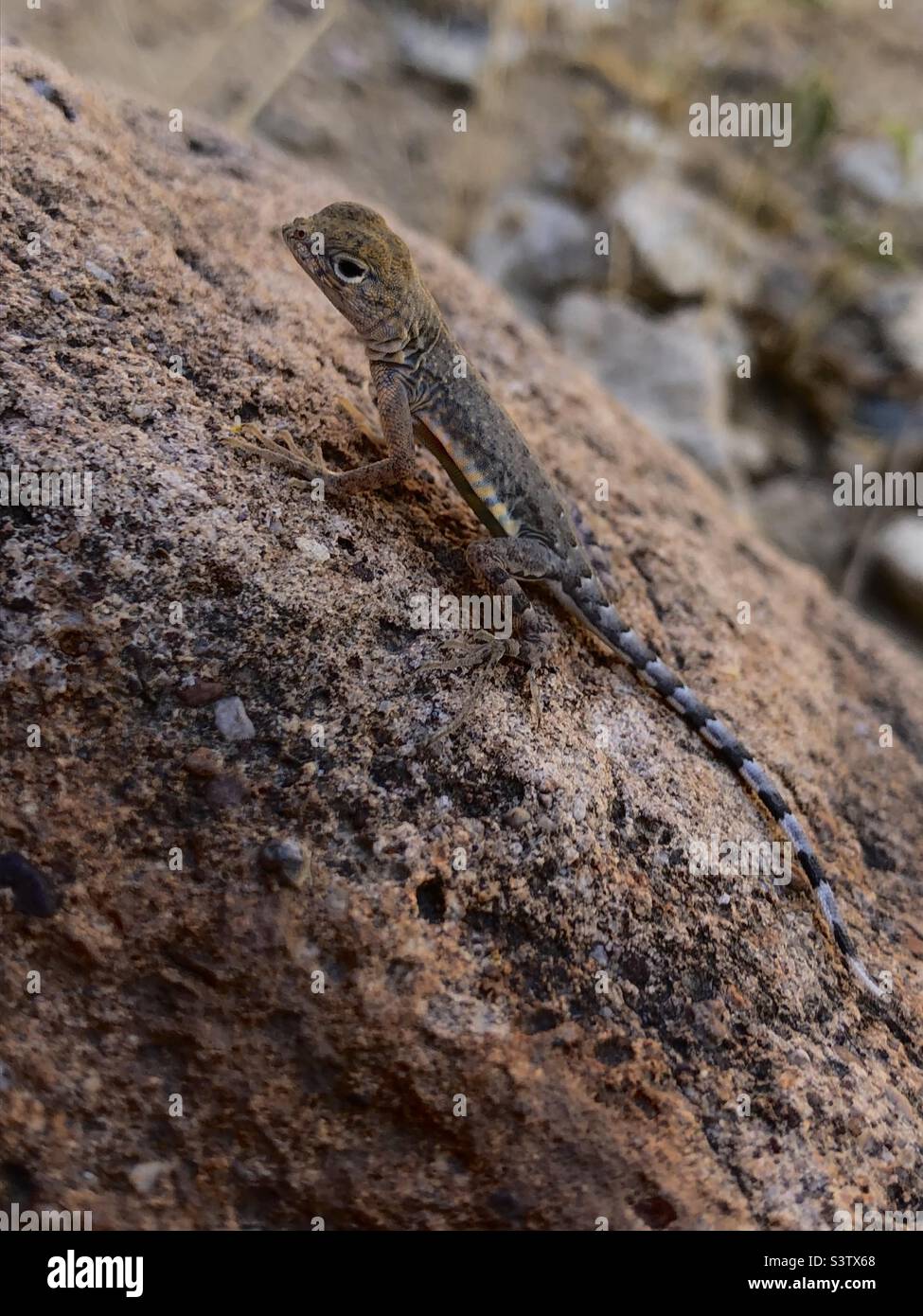 Baby creature hi-res stock photography and images - Alamy