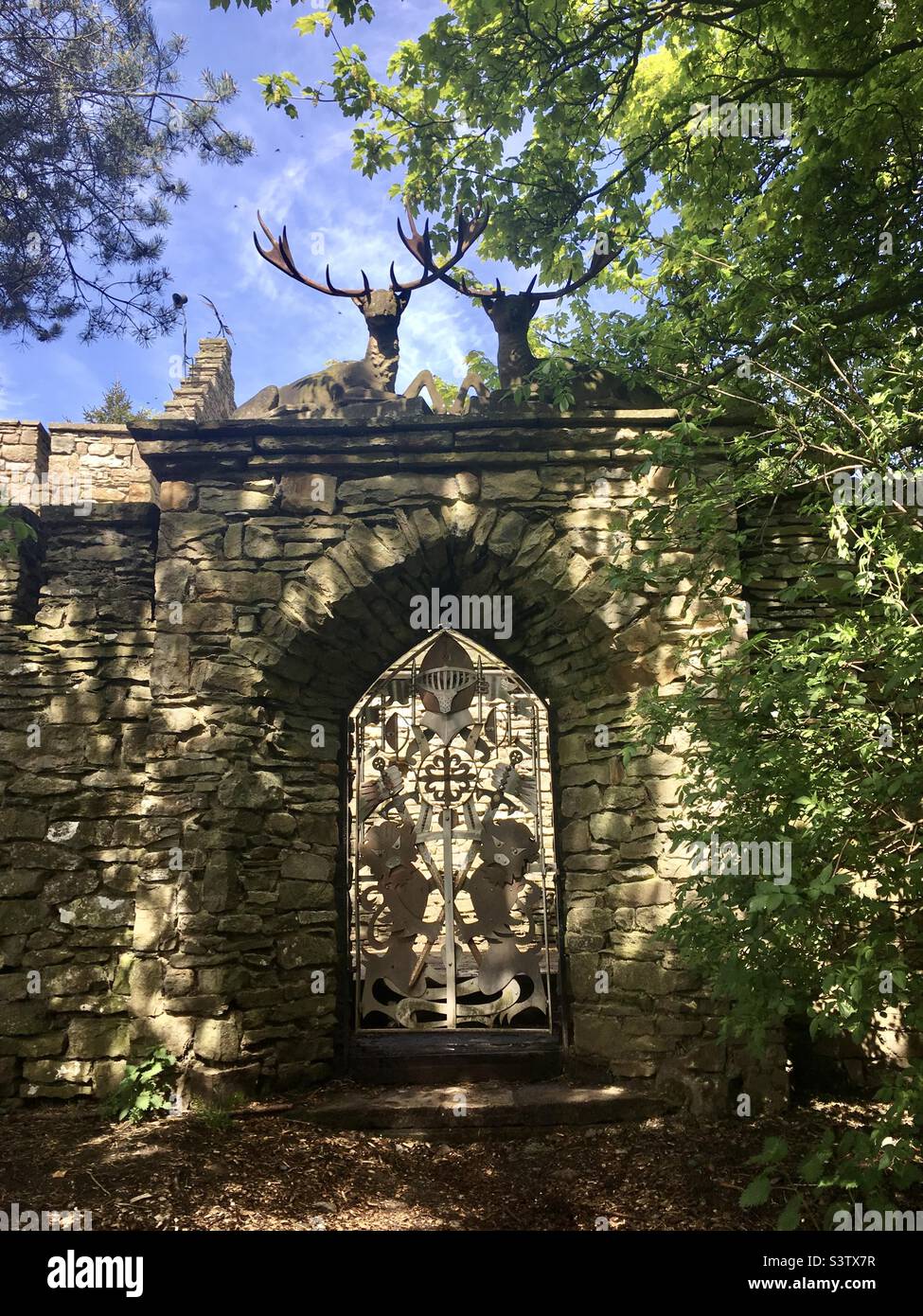 Stag tree hi-res stock photography and images - Alamy