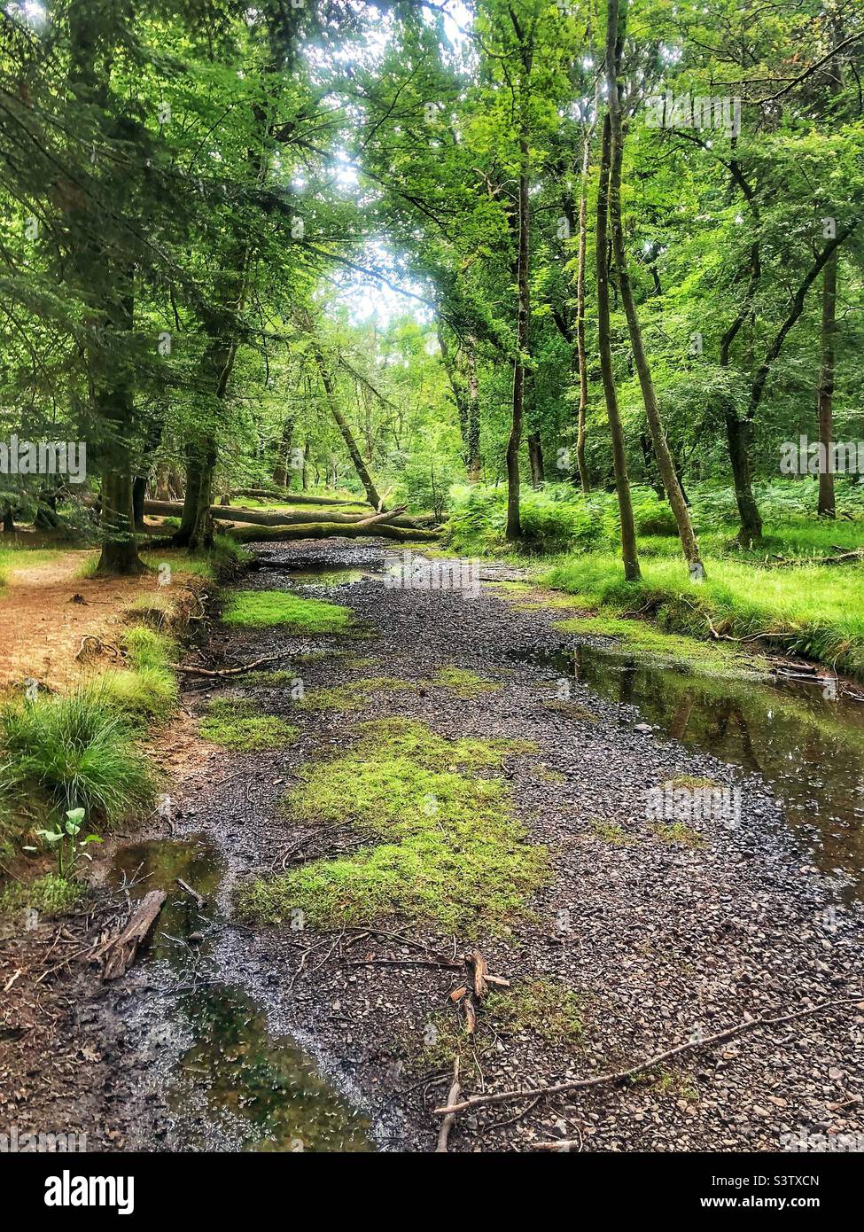 “Flechs Water” stream dried up in a drought exposing the stream bed ...