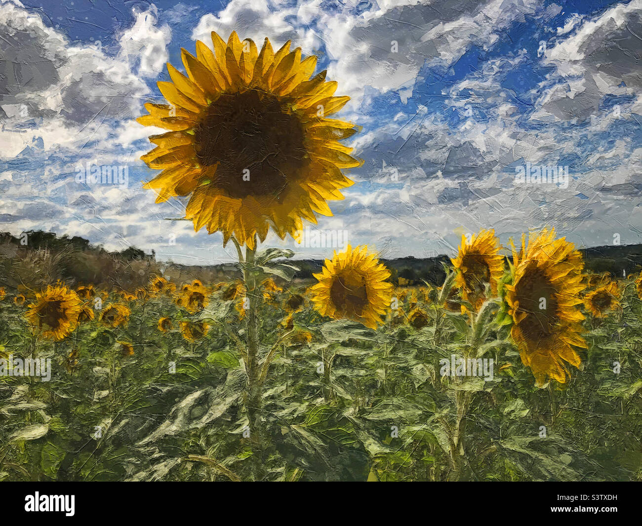 Sunflower field (painterly effect Stock Photo - Alamy
