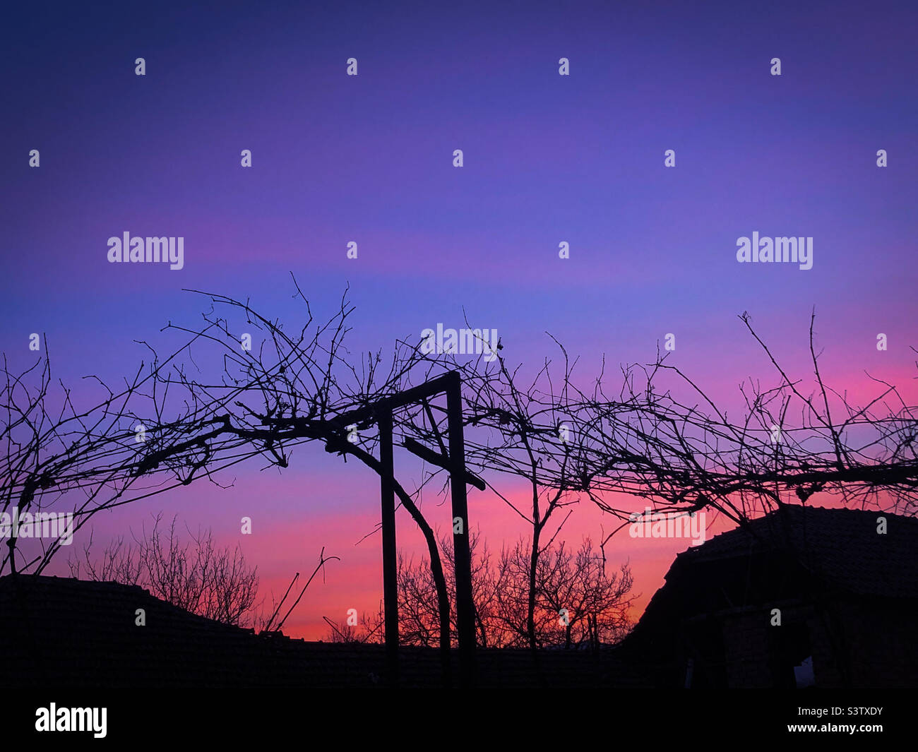 Trees with pink and purple sky hi-res stock photography and images - Alamy