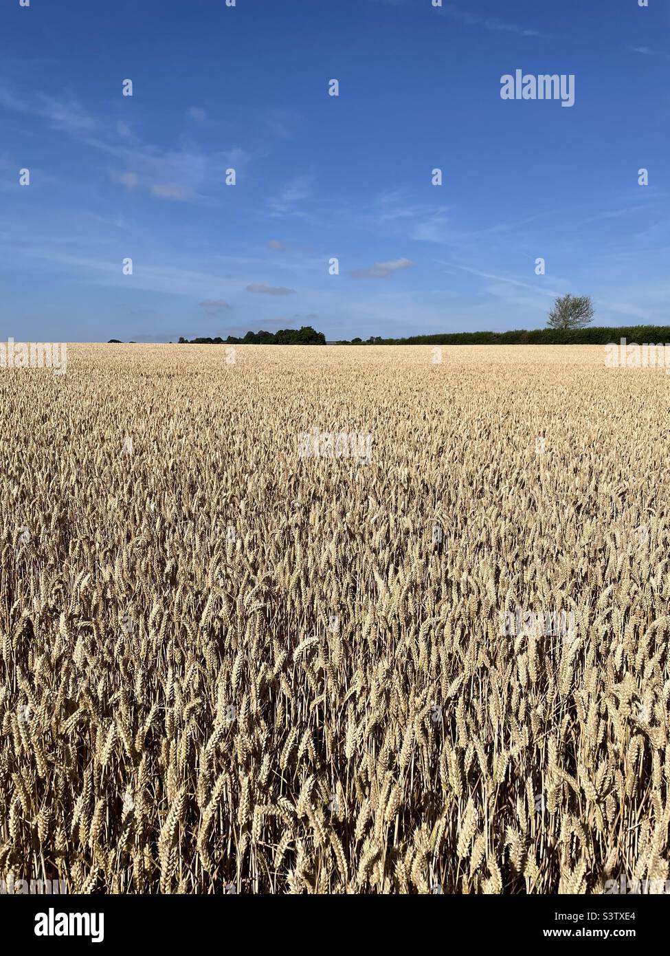 Wheat field crops hi-res stock photography and images - Alamy