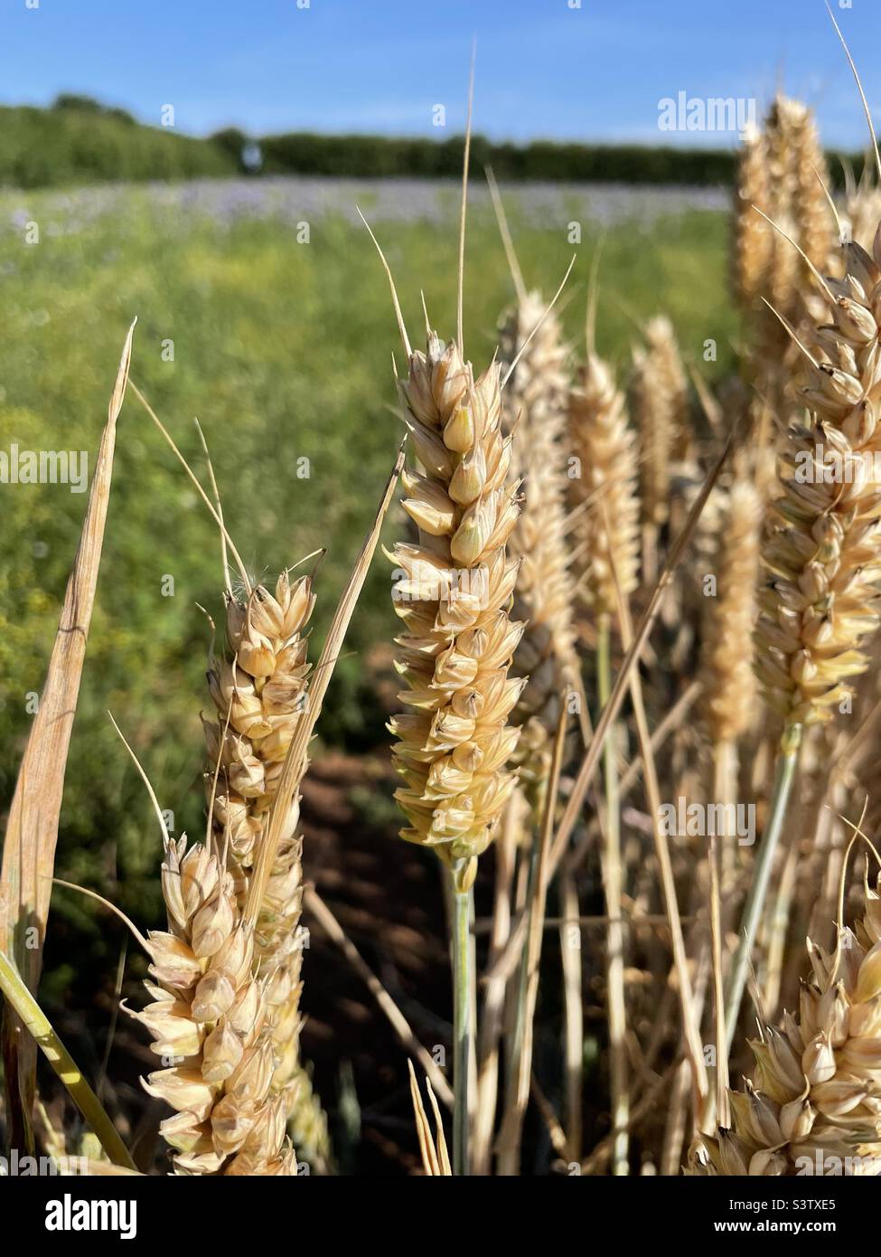 Wheat field wheat hi-res stock photography and images - Alamy