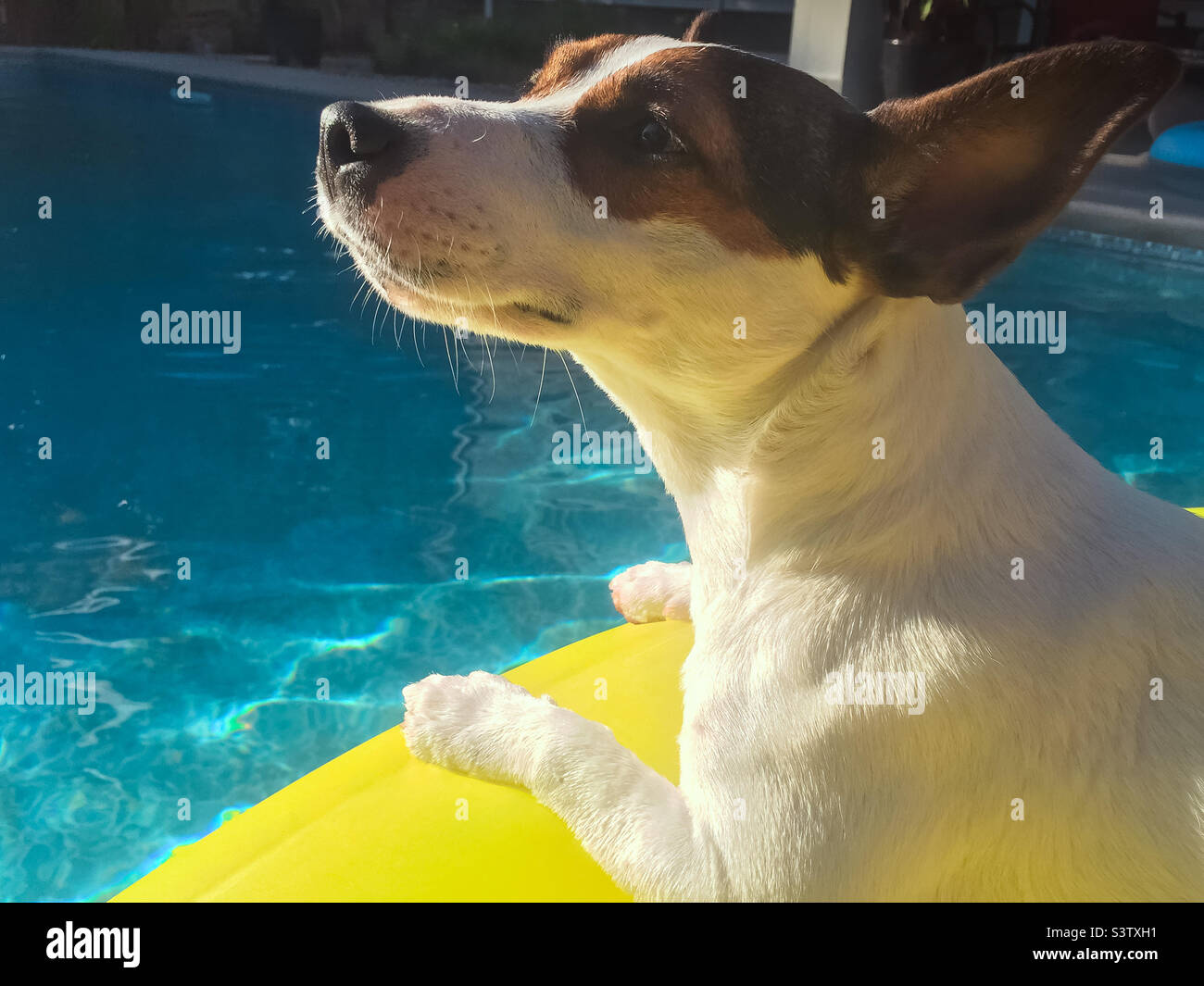 Backyard sunbathing hi-res stock photography and images - Alamy