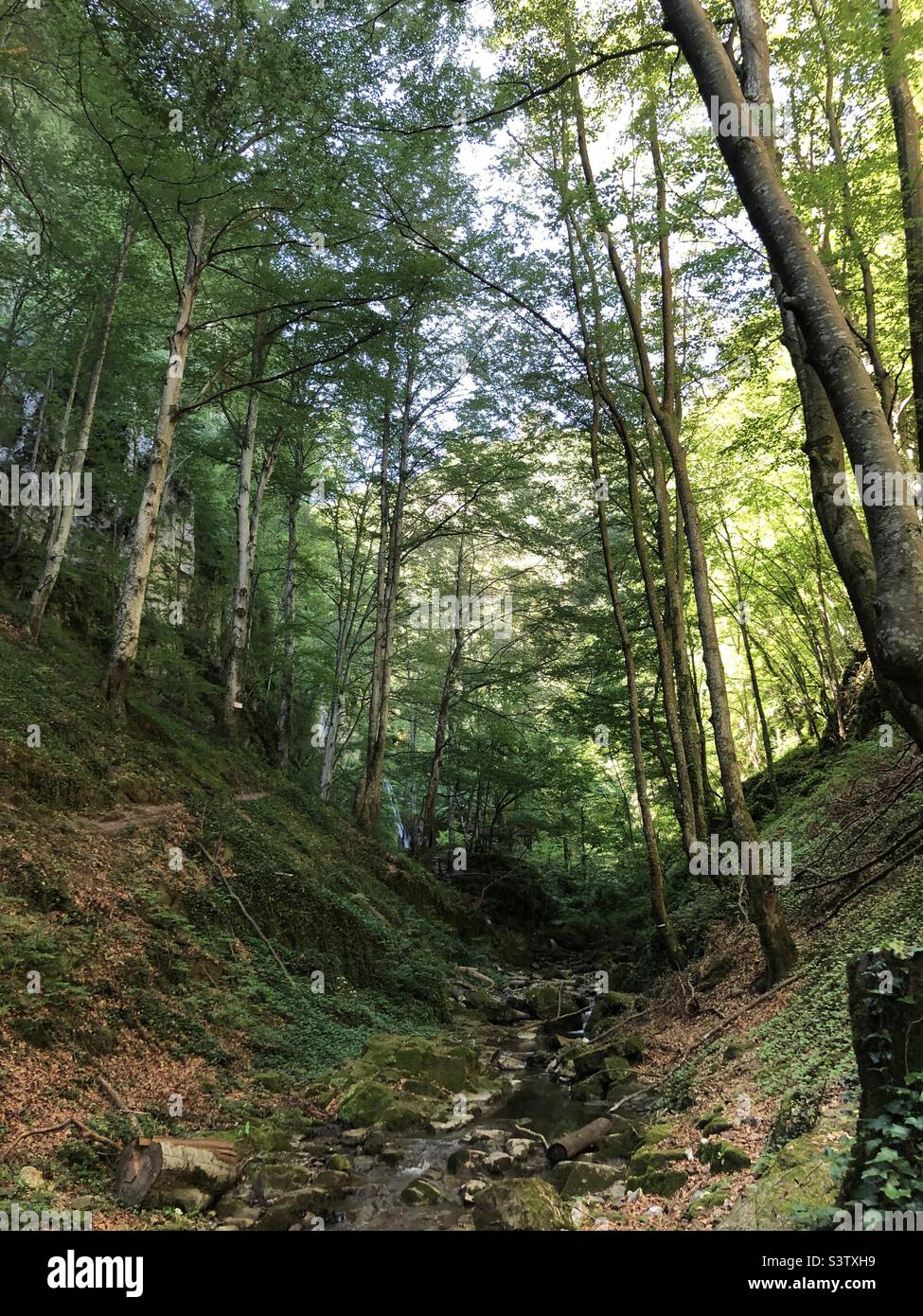 A small water path between trees in a forest Stock Photo - Alamy