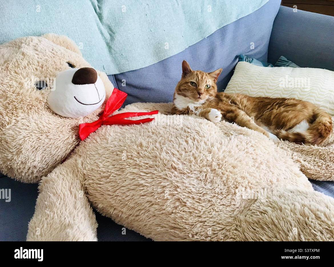 Cat with teddy hi-res stock photography and images - Alamy