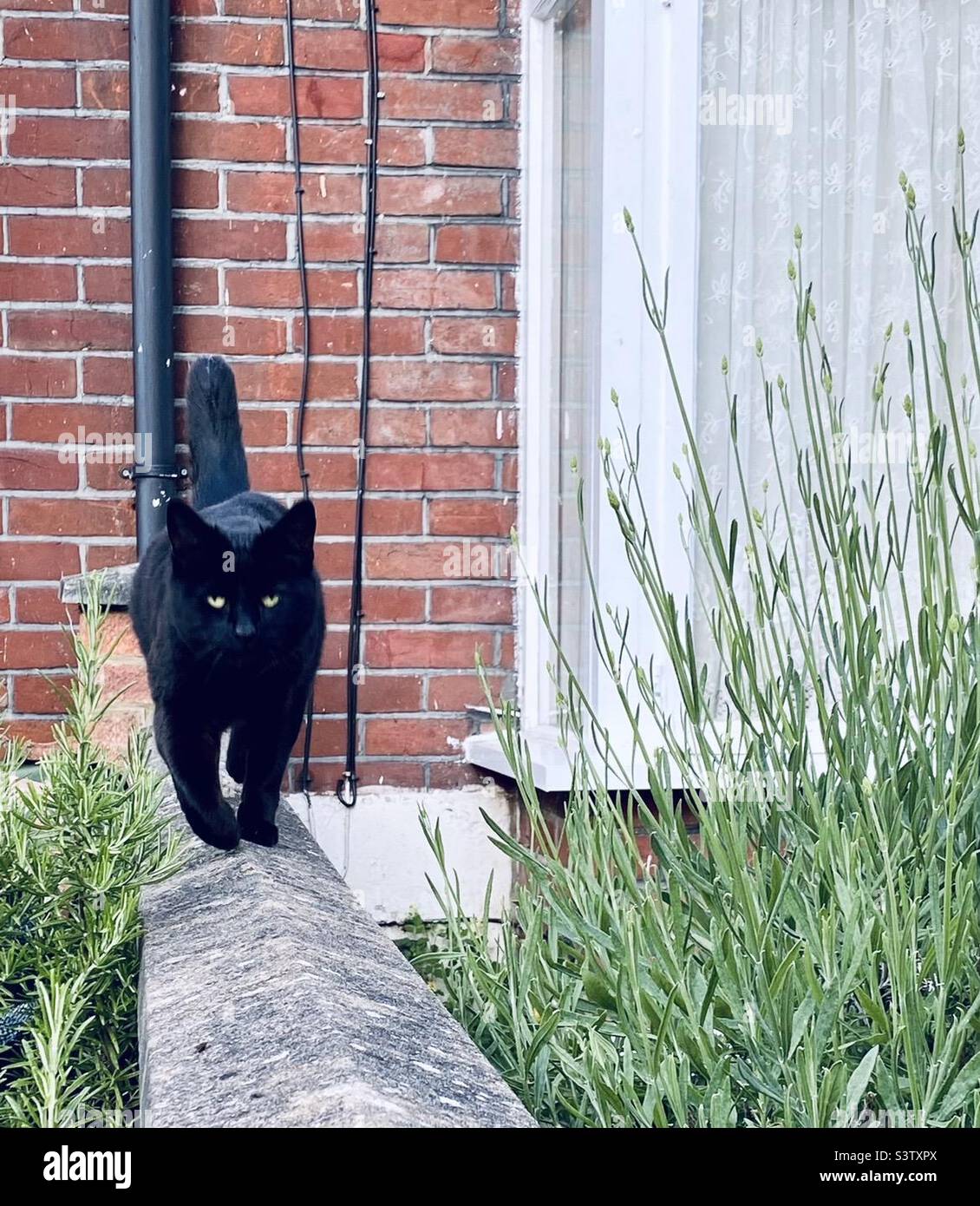 Cat walking on wall hi-res stock photography and images - Alamy