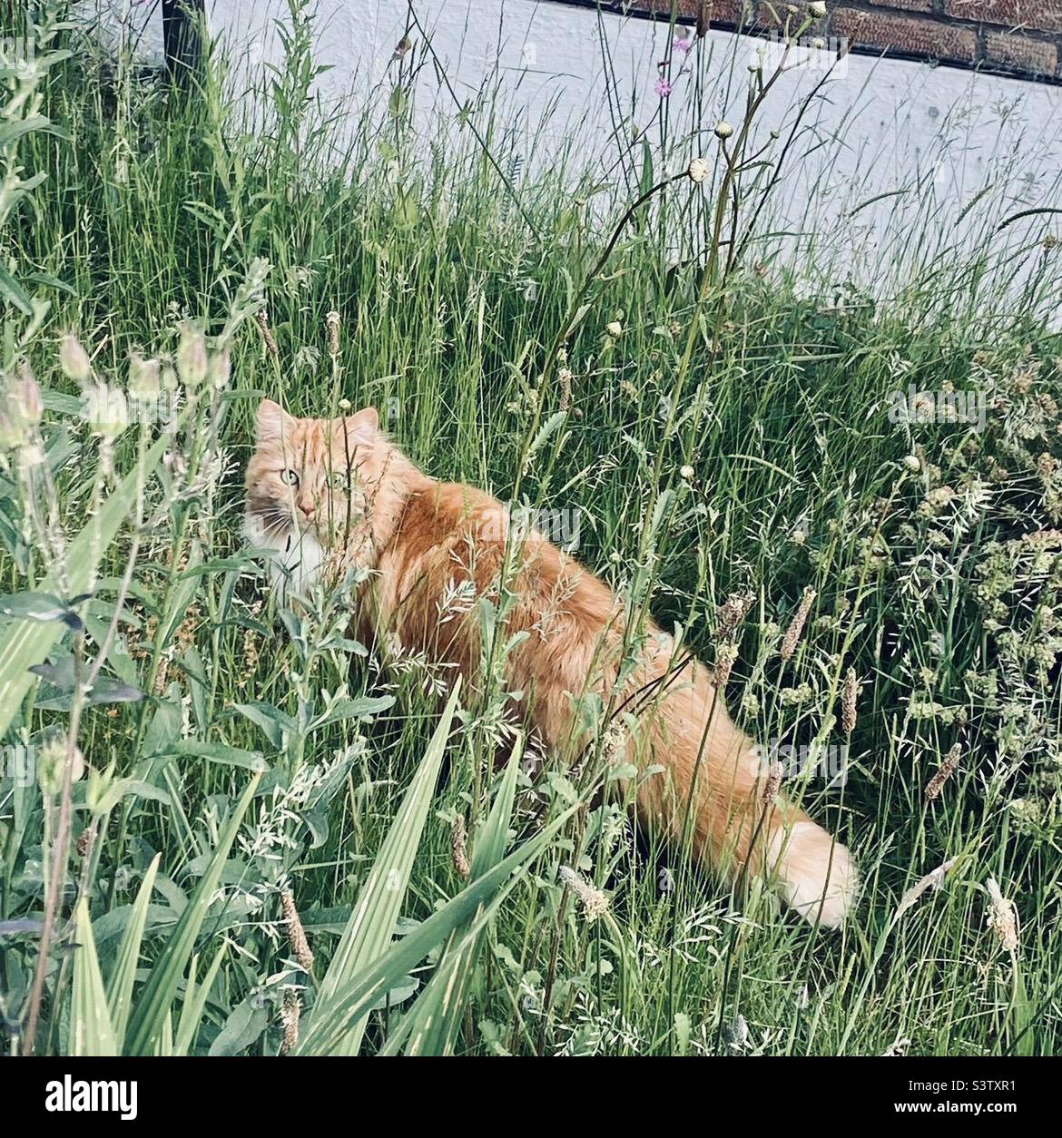 Timidly hi-res stock photography and images - Alamy