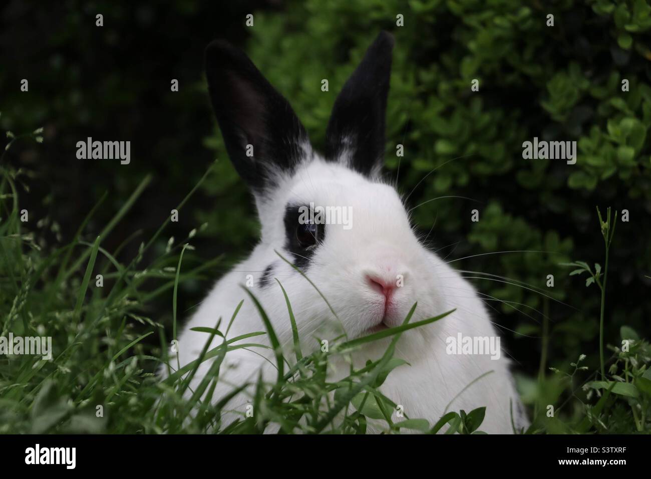 Rabbit in some grass hi-res stock photography and images - Alamy