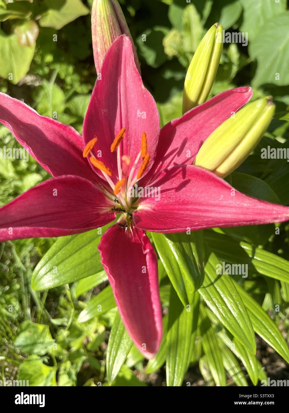 Star lilly hi-res stock photography and images - Alamy