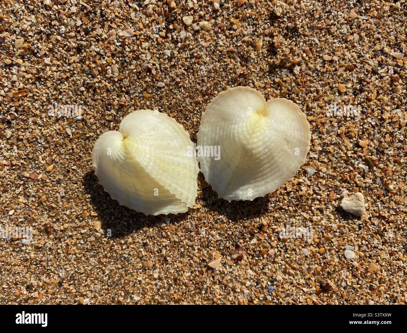 Heart shaped shells hi-res stock photography and images - Alamy