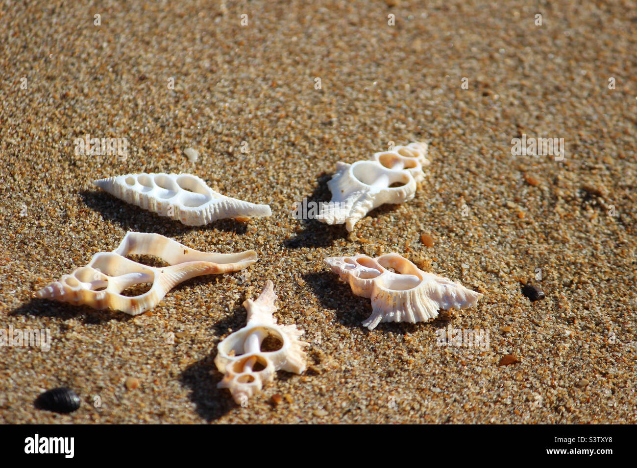 Five sea shells hi-res stock photography and images - Alamy