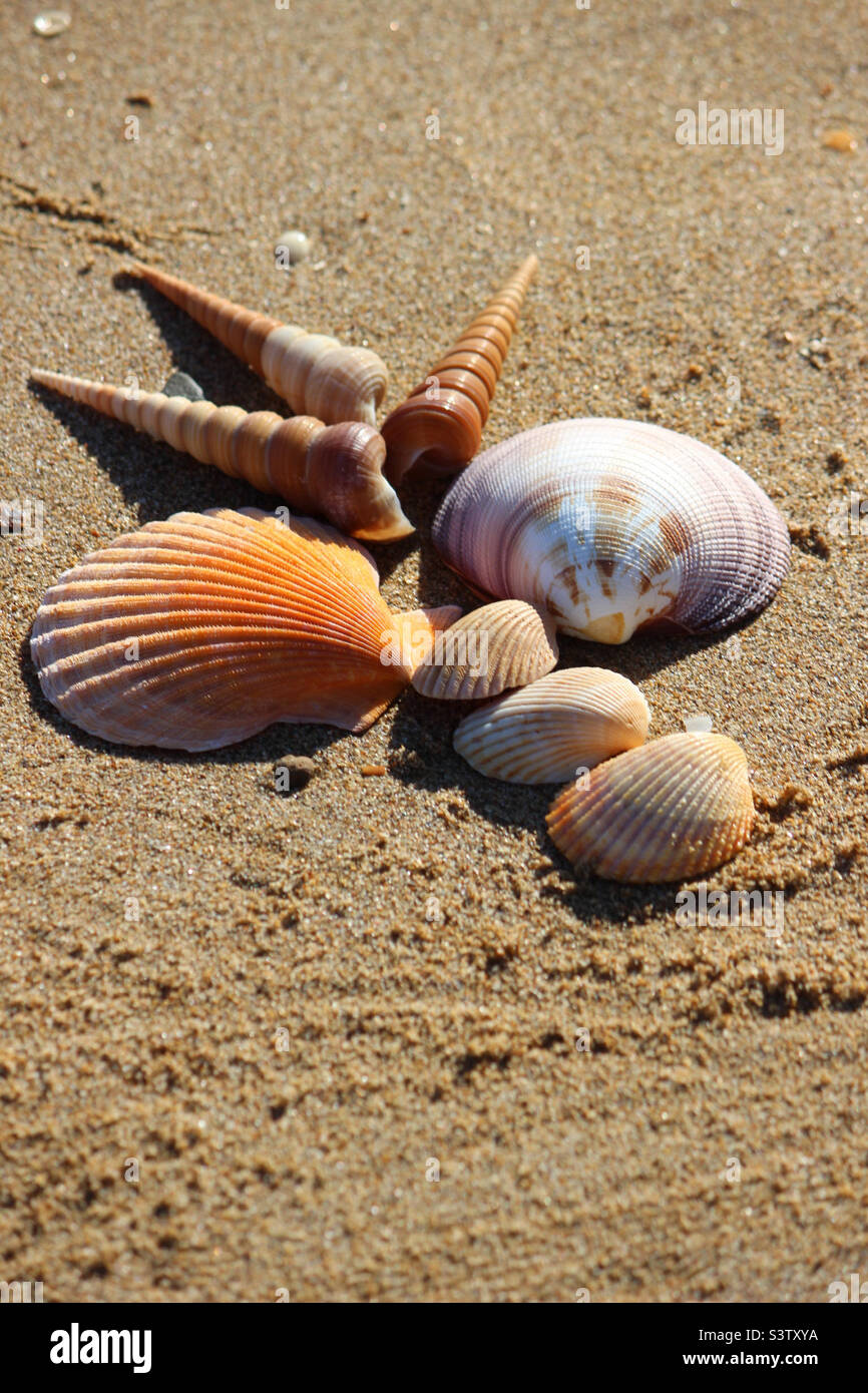 Creative shells hi-res stock photography and images - Alamy
