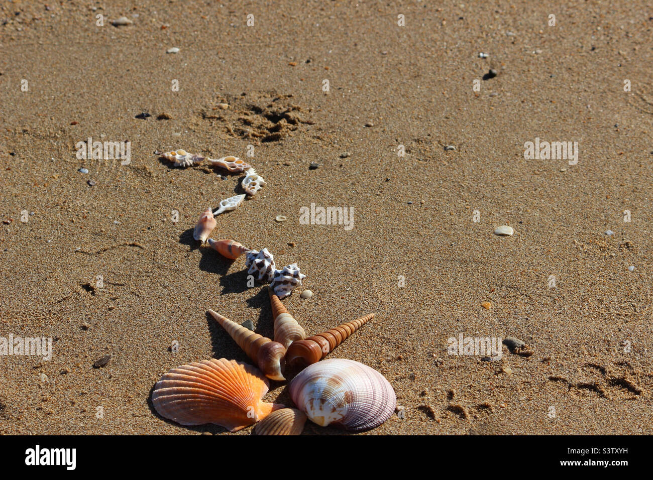 Seashell patterns hi-res stock photography and images - Alamy