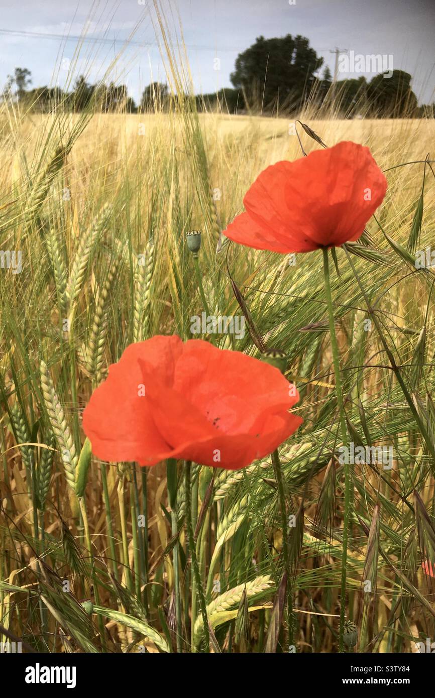 Red field with trees hi-res stock photography and images - Alamy