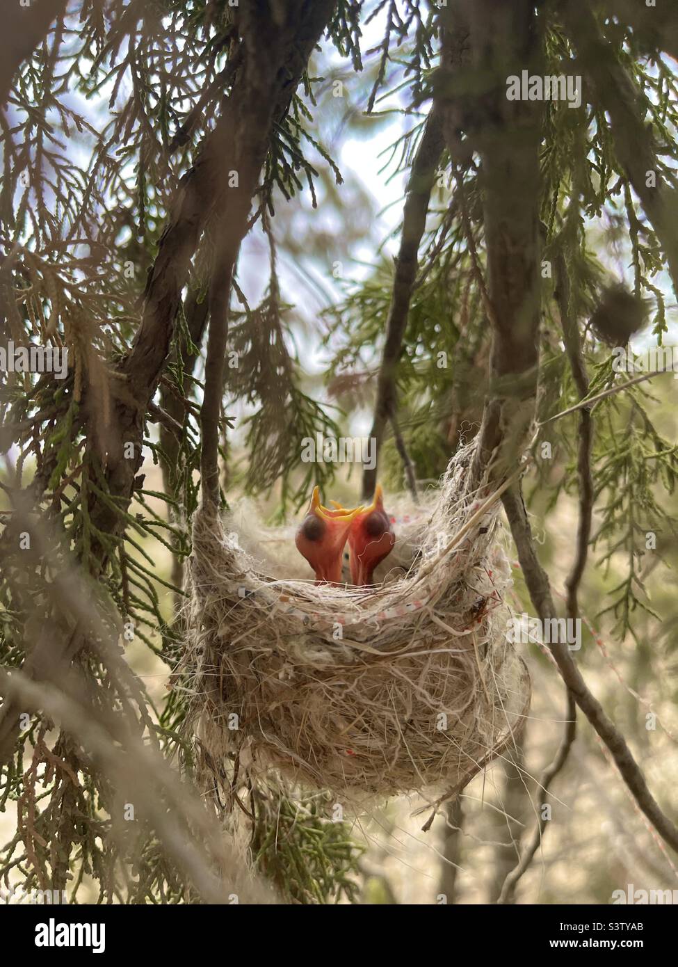Tow birds hi-res stock photography and images - Alamy