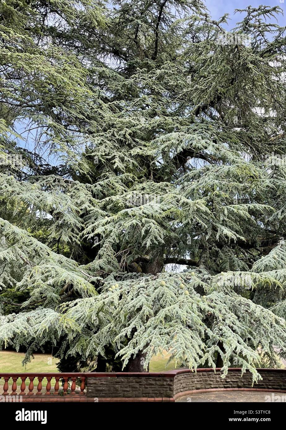 Majestic tree hi-res stock photography and images - Alamy