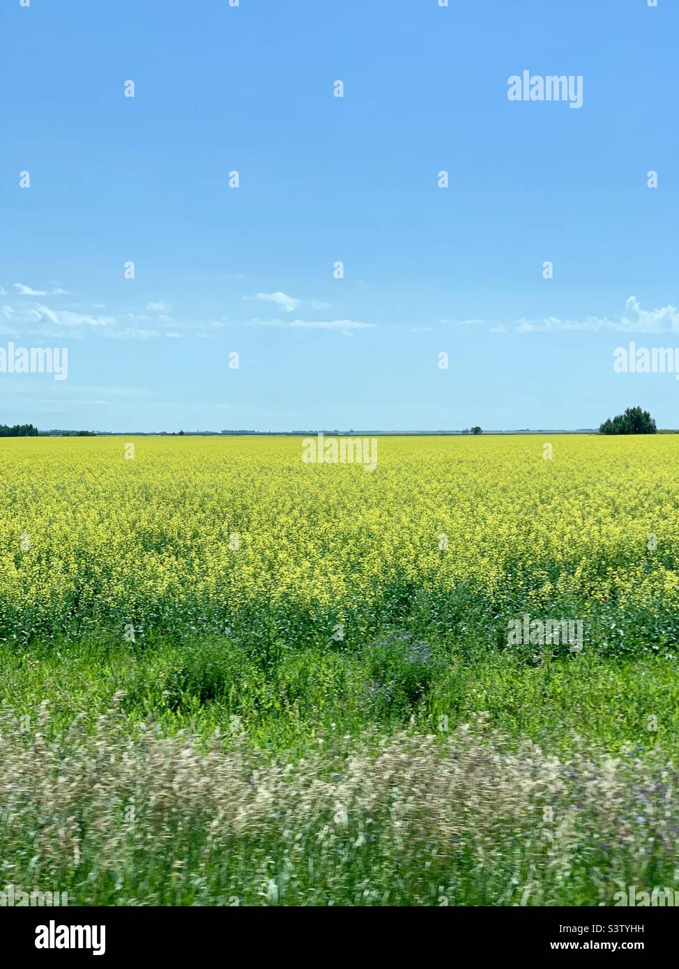 Blue sky and canola field Saskatchewan, Canada Stock Photo - Alamy