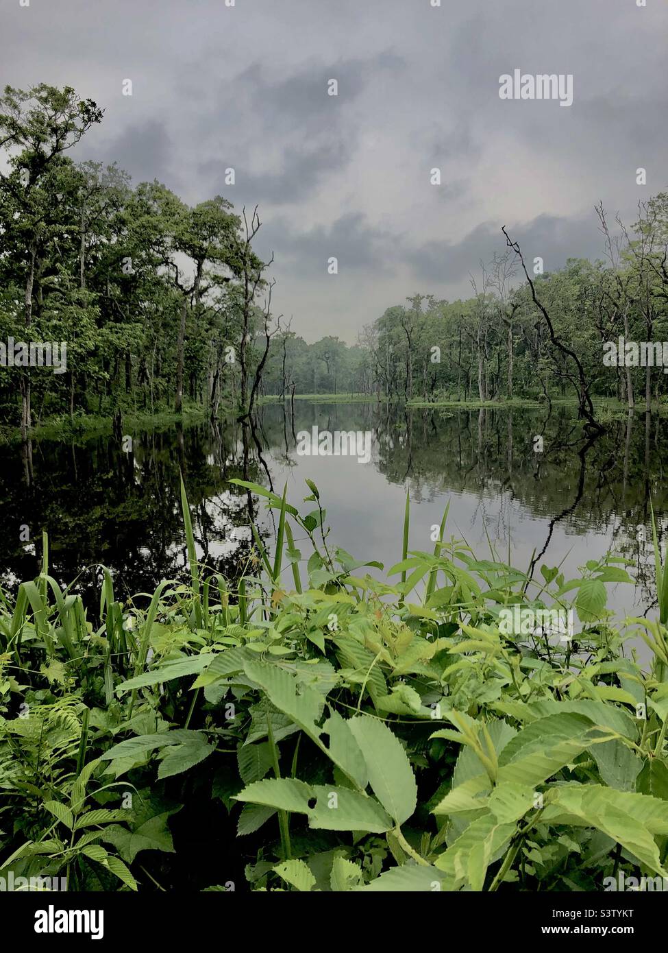 Nepal forest hi-res stock photography and images - Alamy