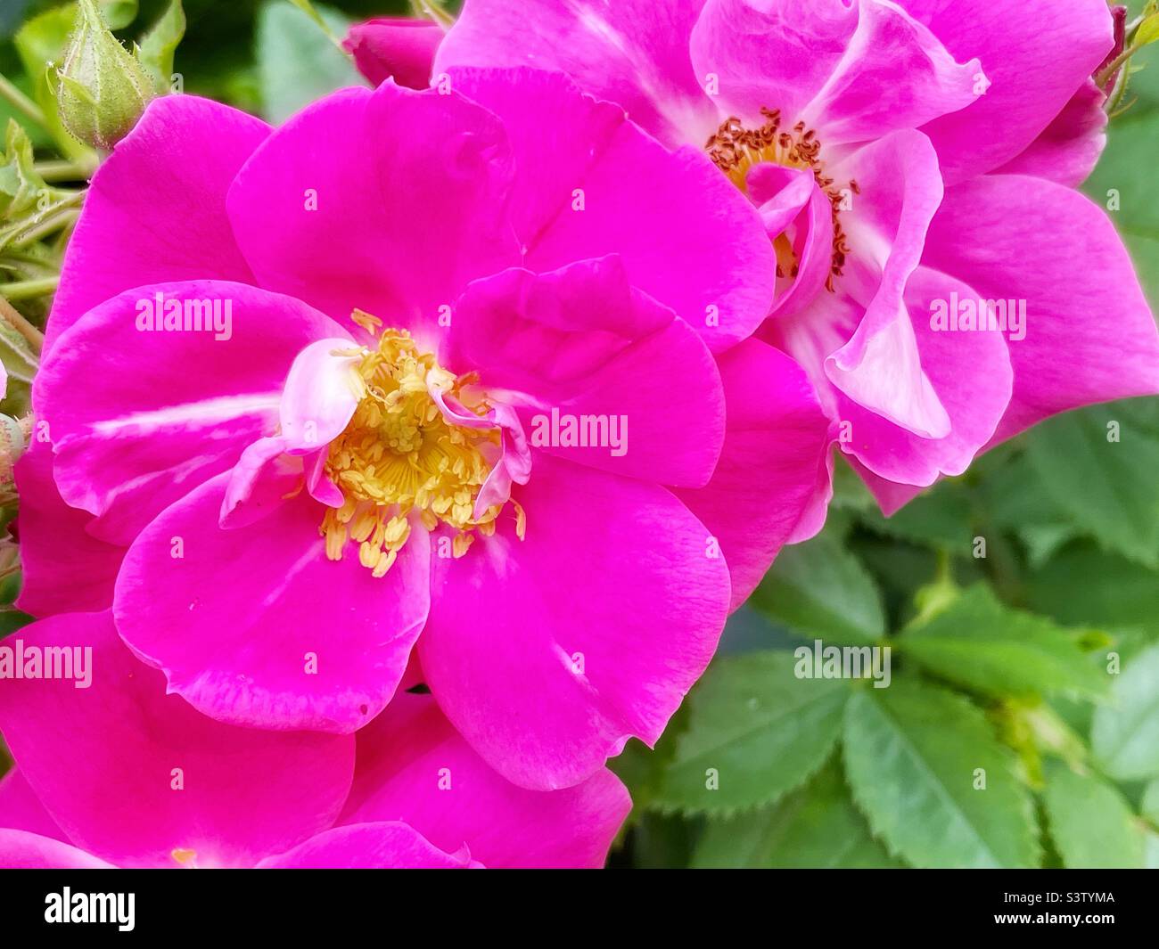 Pink rugosa shrub rose in the summer garden Stock Photo - Alamy
