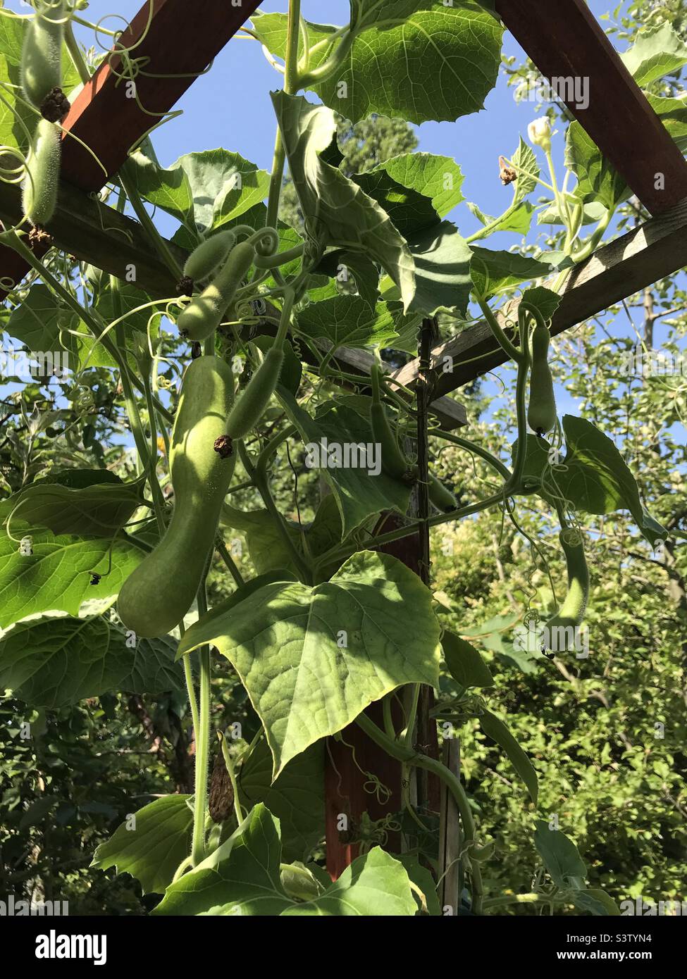 Vegetable gourd hi-res stock photography and images - Alamy