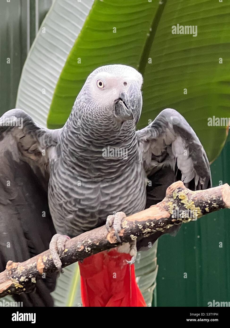 Parrot feathers close up hi-res stock photography and images - Alamy
