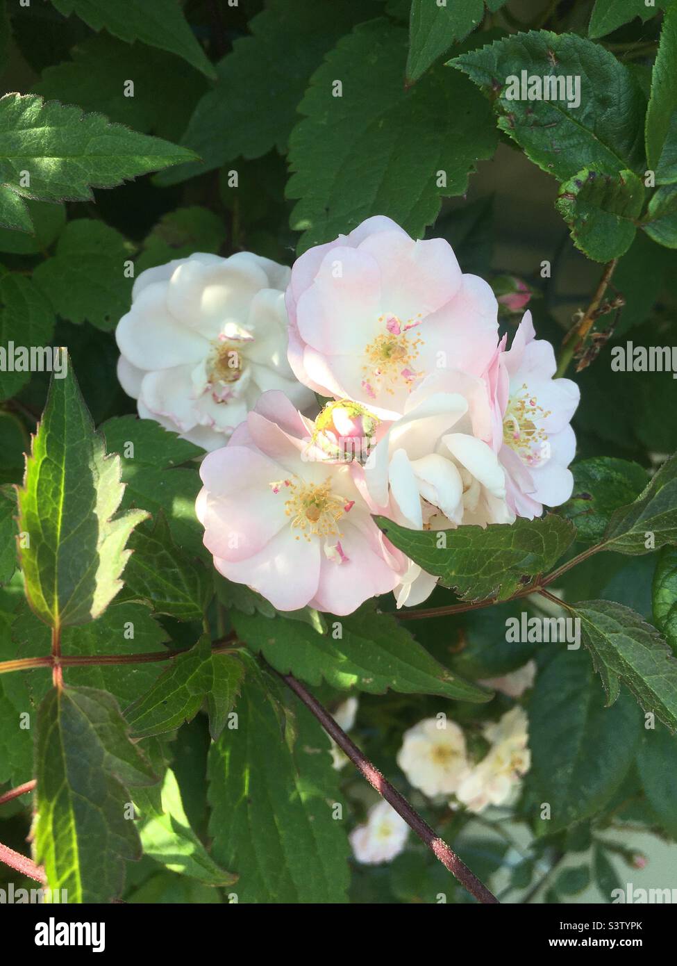 White rose with leaves hi-res stock photography and images - Alamy