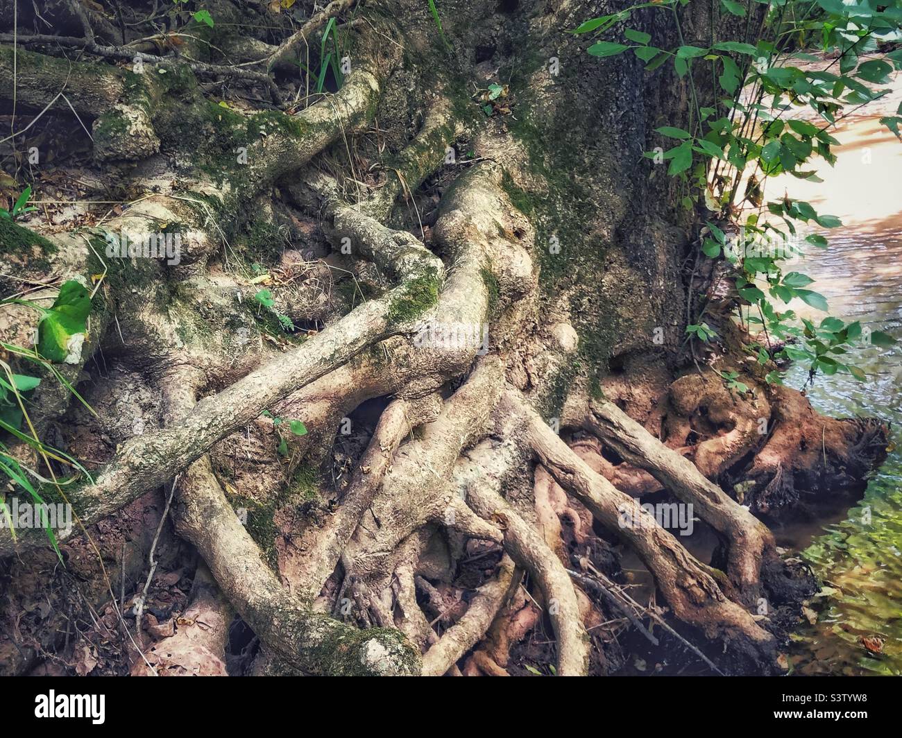 Tree roots by the creek in summer Stock Photo - Alamy
