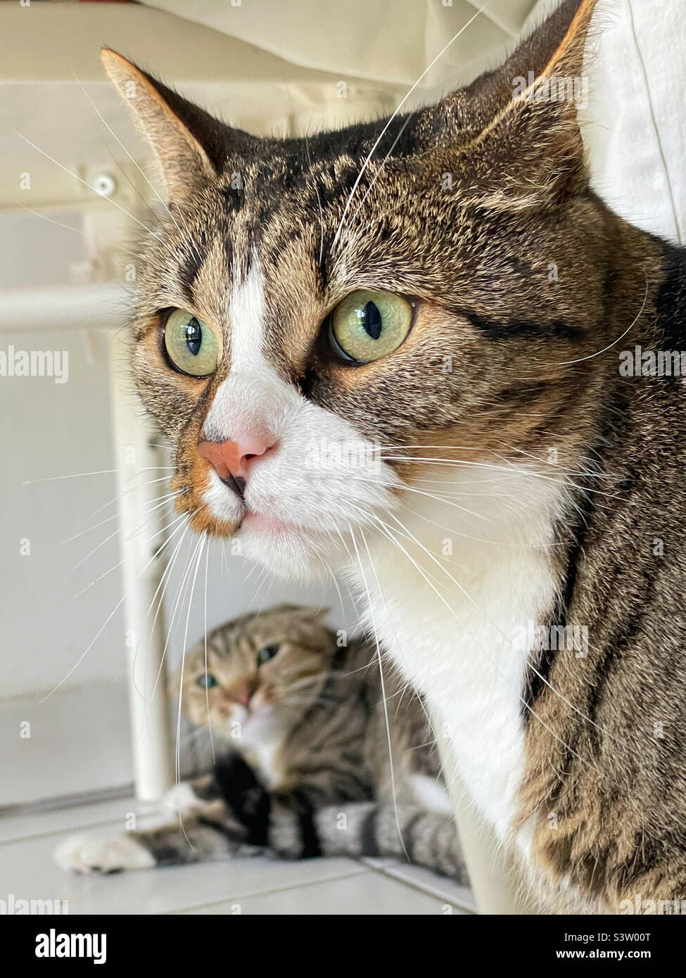 Very angry Cat Stock Photo - Alamy