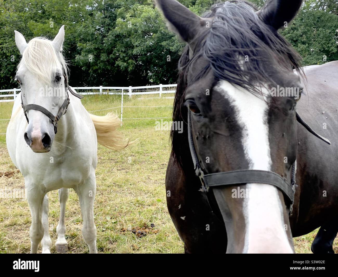 White And Black Horse Side By Side Stock Photo Alamy
