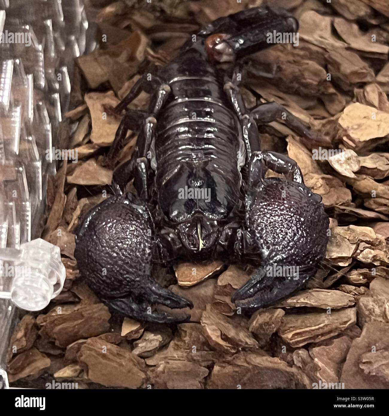 Scorpion animal hi-res stock photography and images - Alamy