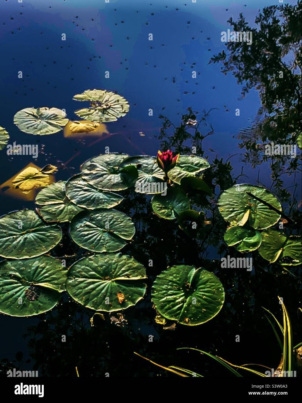 Beautiful lotus flower hi-res stock photography and images - Alamy