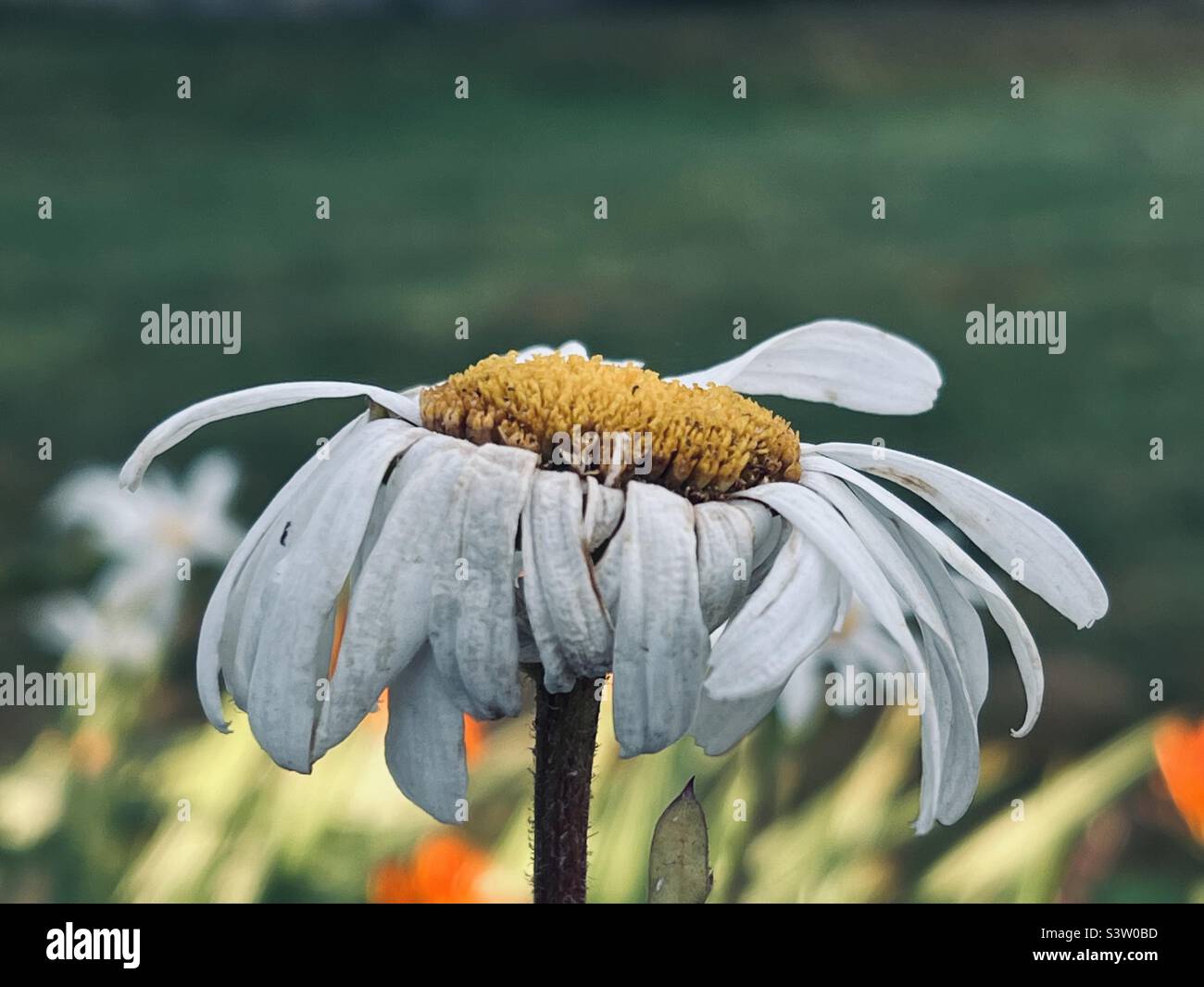 Dying daisy hi-res stock photography and images - Alamy