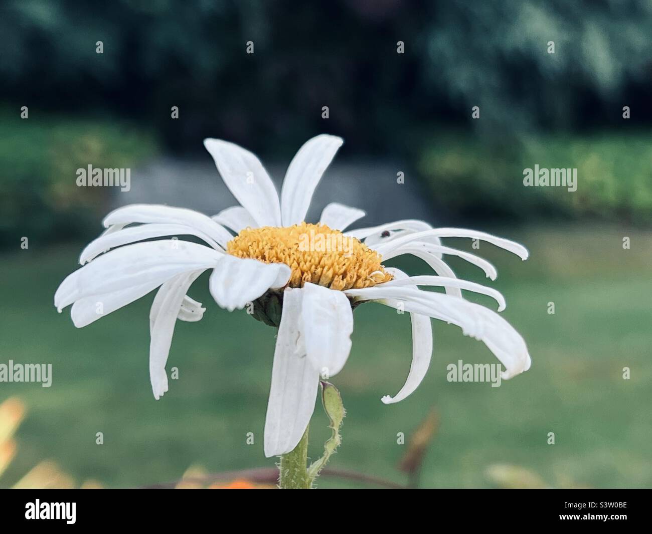 Dying daisy hi-res stock photography and images - Alamy