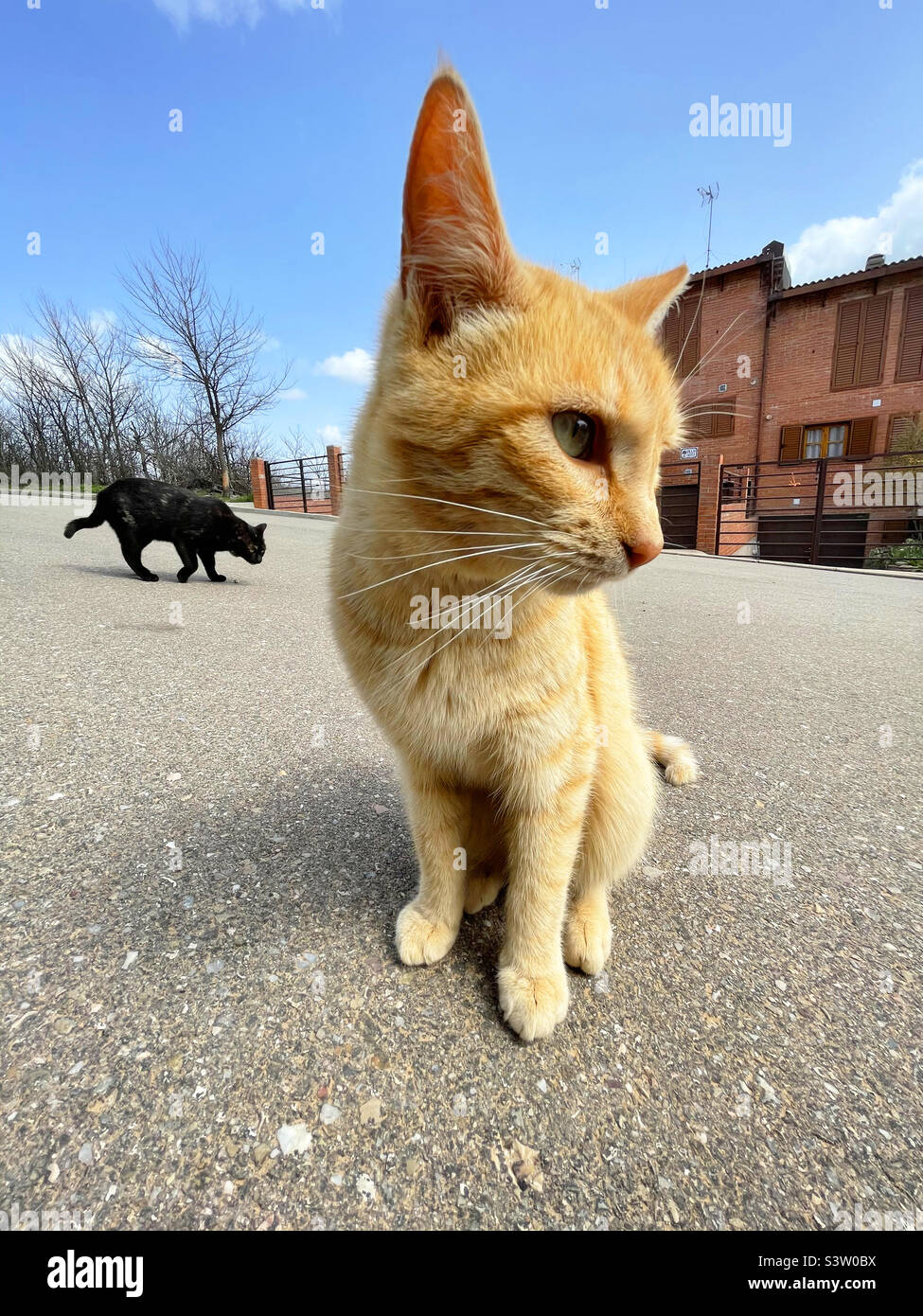 Orange tabby cat Stock Photo - Alamy