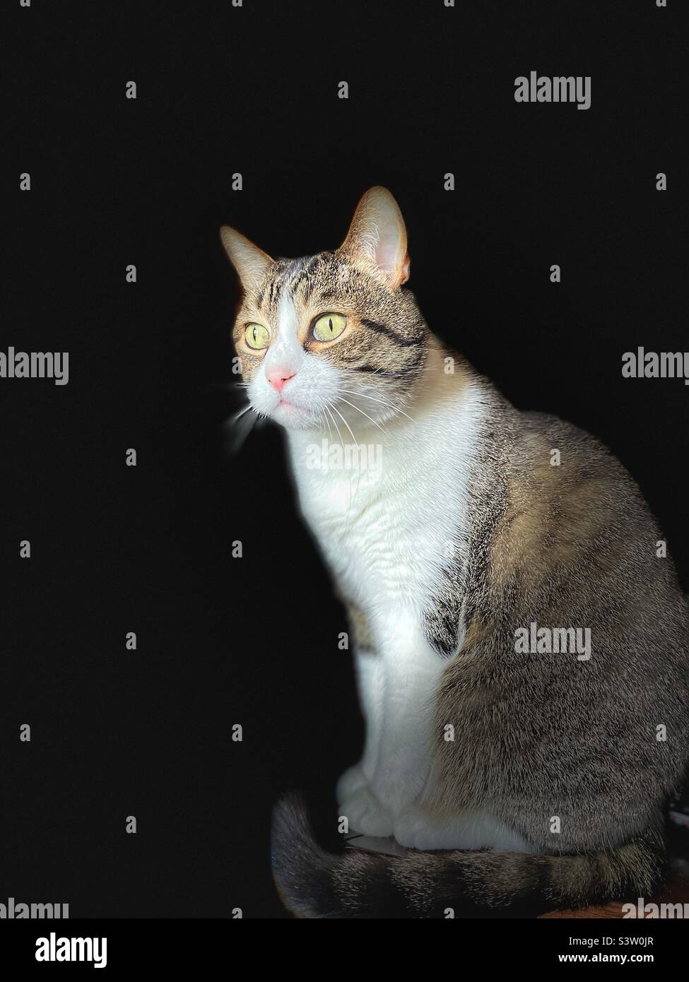 Tiger stripe hi-res stock photography and images - Alamy