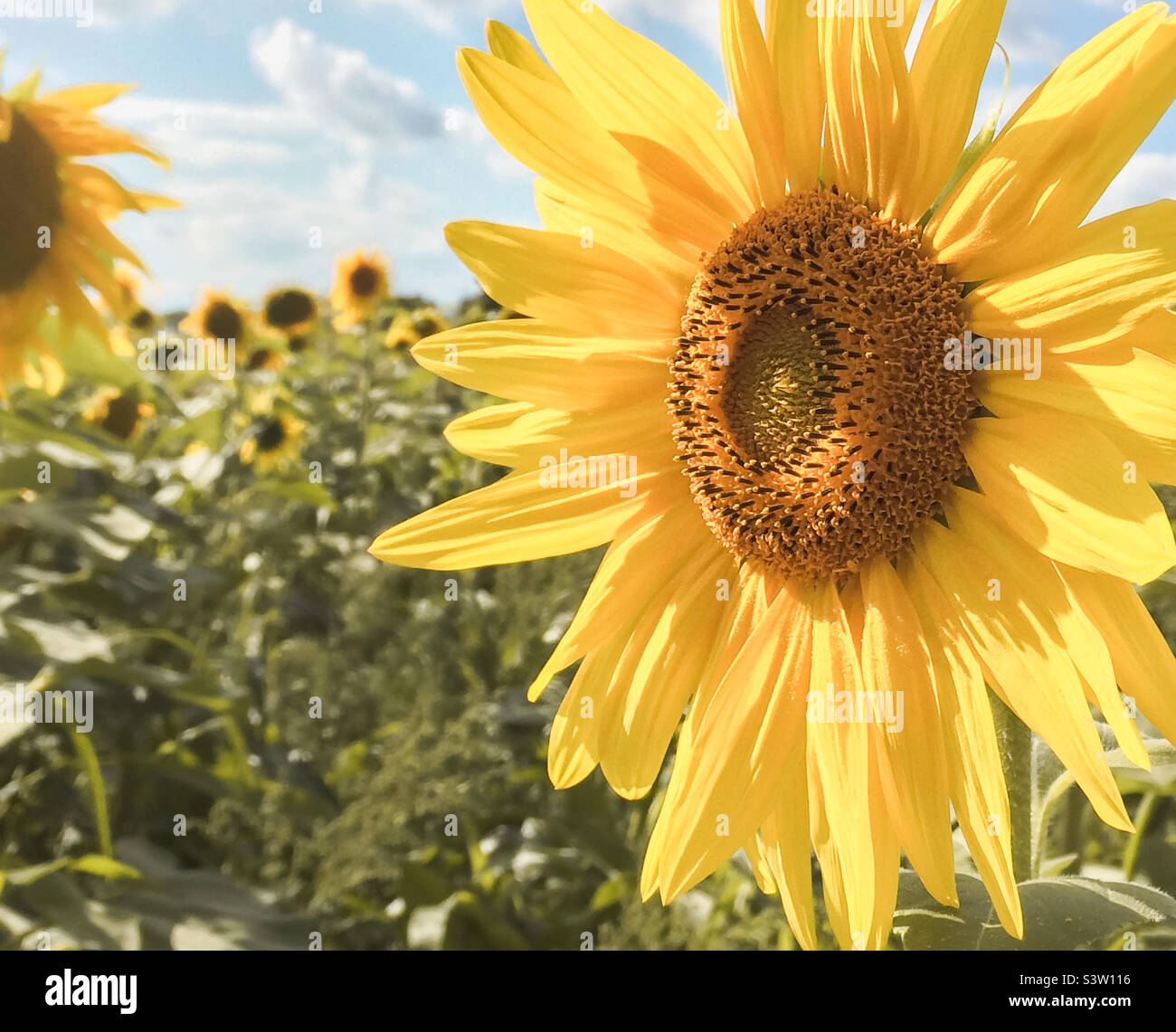 One sunflower, with numerous other sunflowers in the background Stock ...