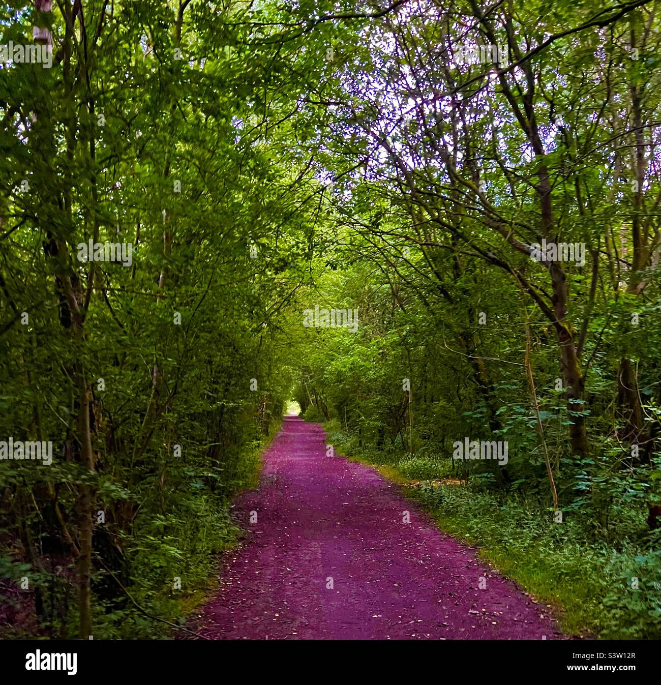 Forest Foot Path Stock Photo - Alamy Forest Foot Path Stock Photo - Alamy