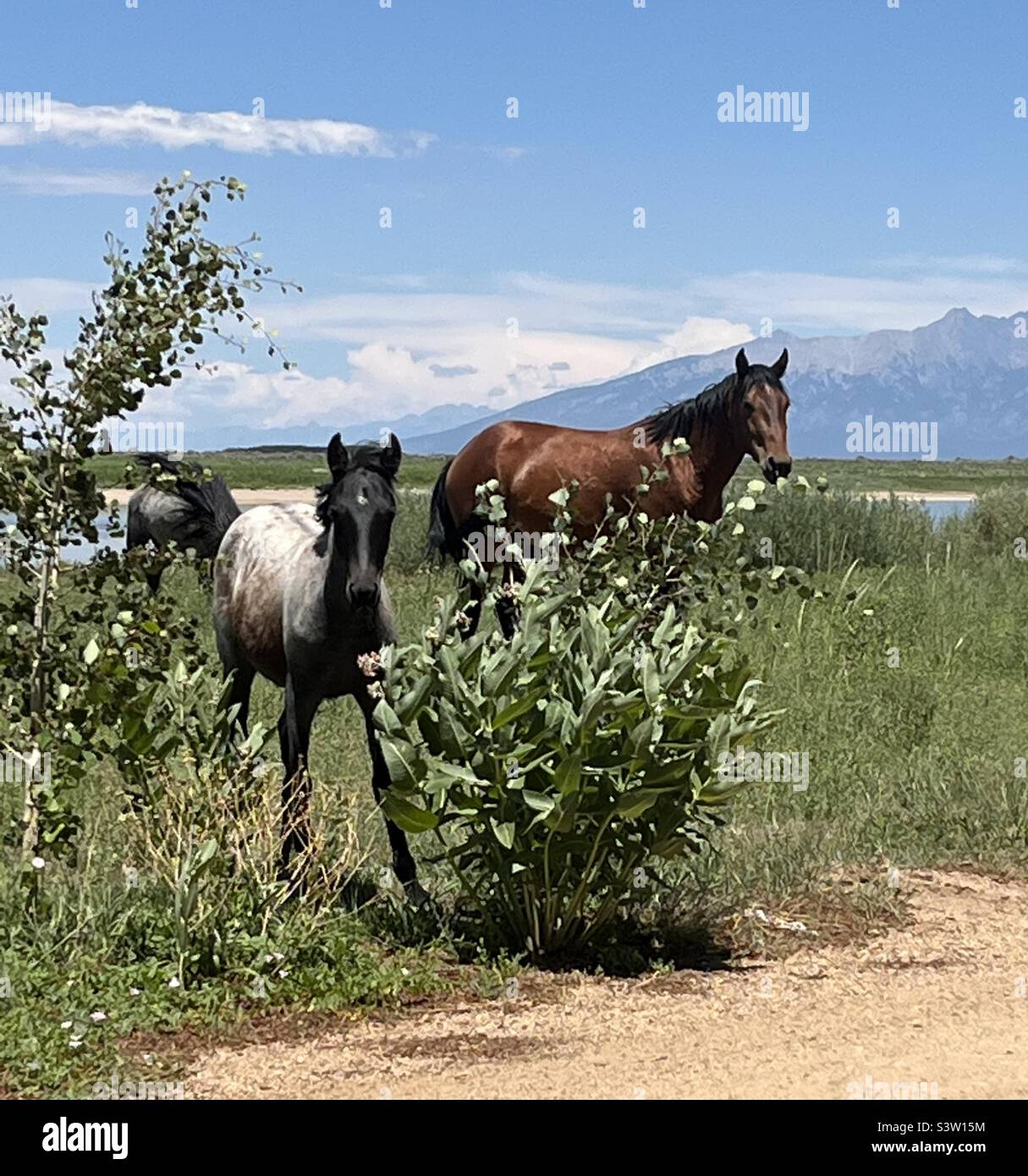 Colorado wild grass hi-res stock photography and images - Alamy
