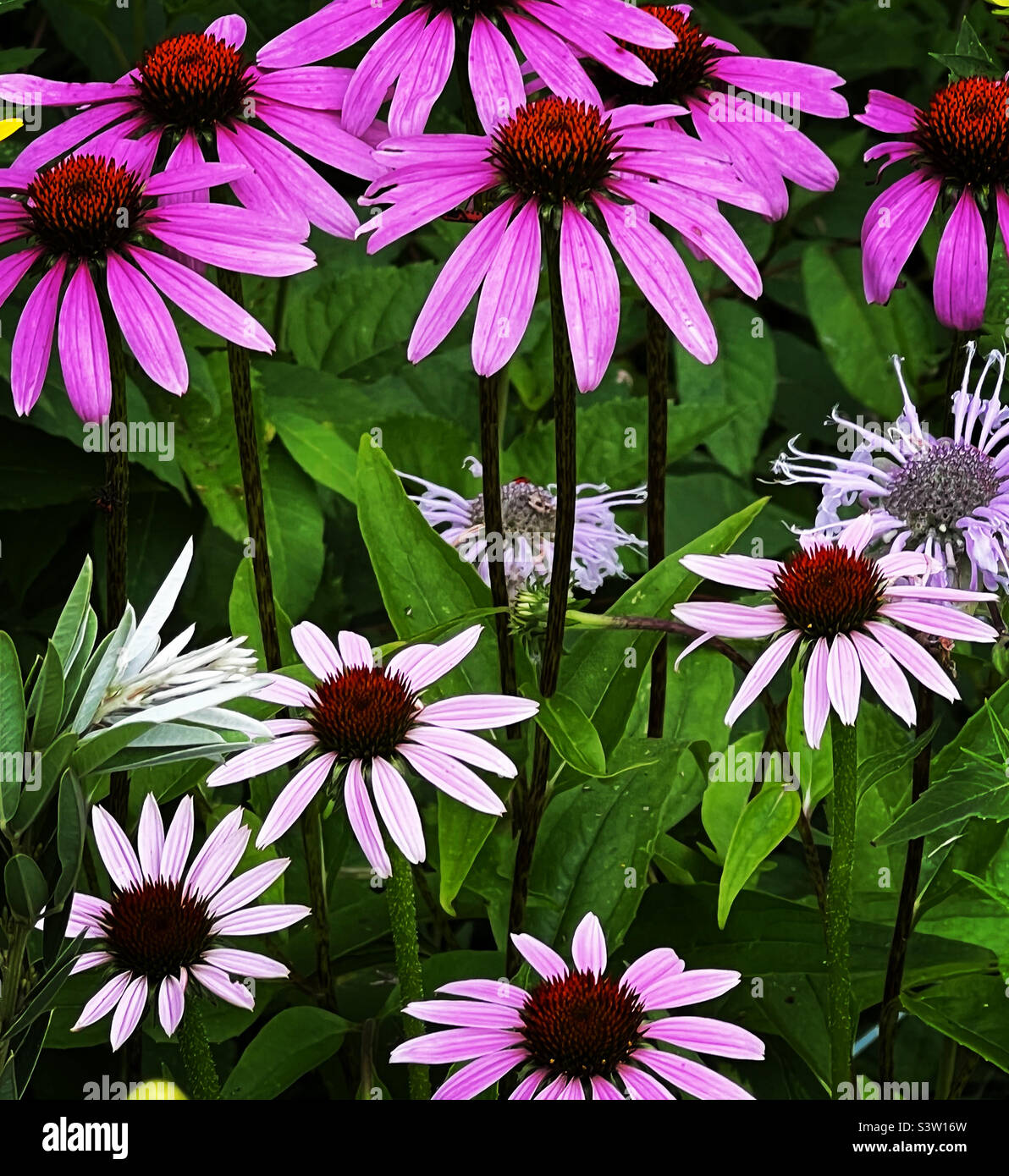 Indiana wild flowers hi-res stock photography and images - Alamy