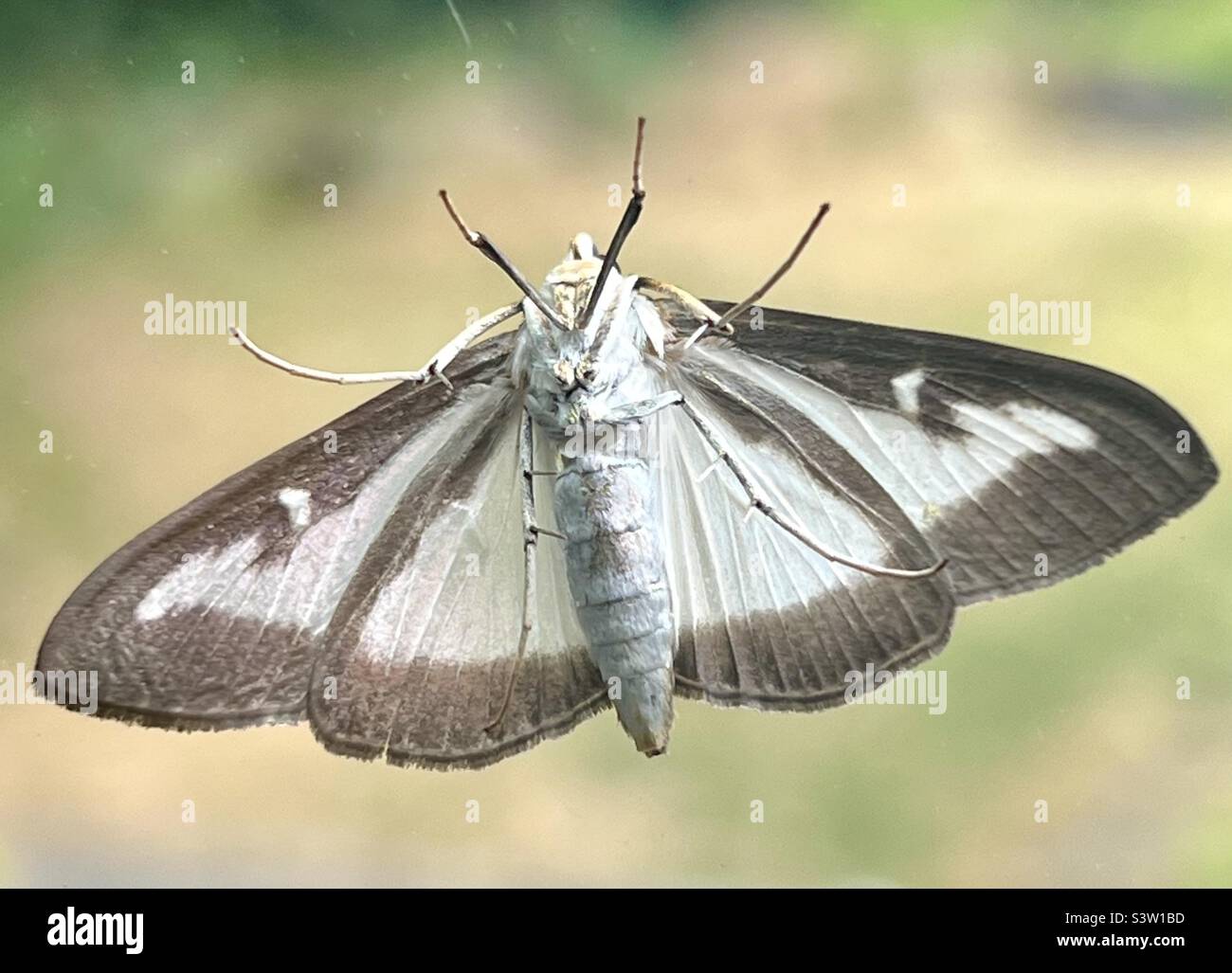 Tree moth hi-res stock photography and images - Alamy