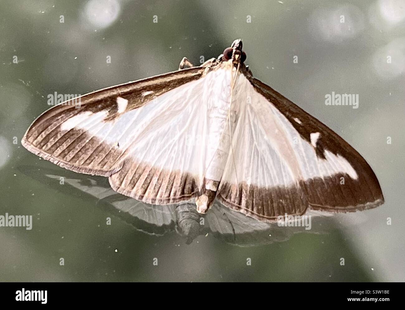 Tree moth hi-res stock photography and images - Alamy