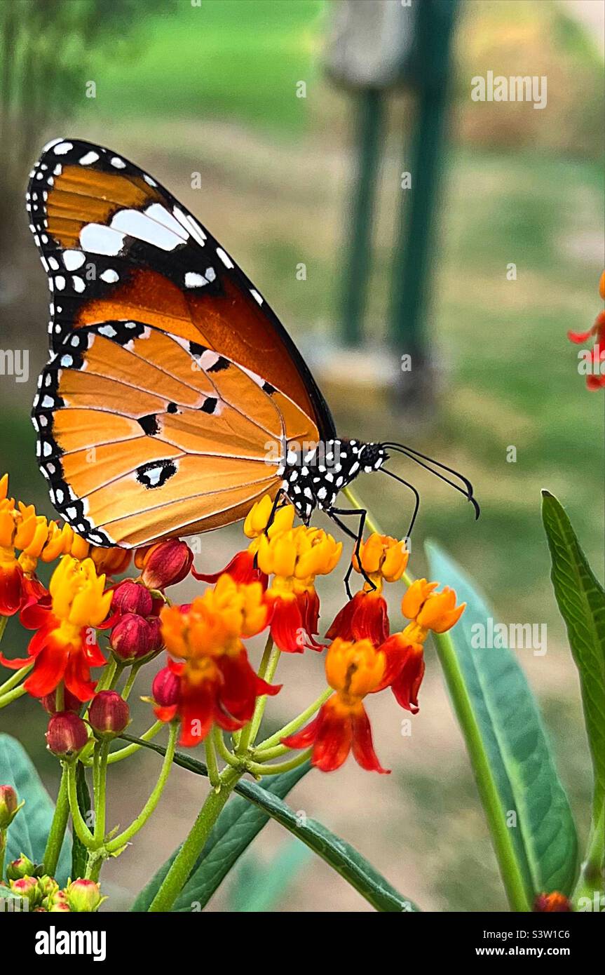 Tiger milkweed butterfly hi-res stock photography and images - Alamy