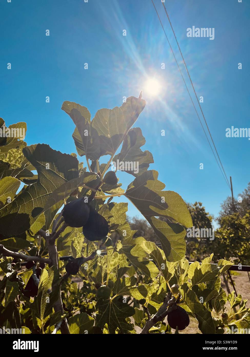 Palo del colle Stock Photo - Alamy