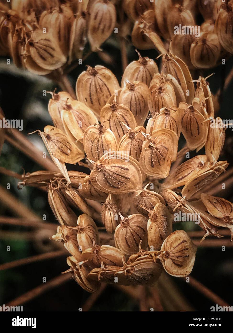 Hogweed seeds hi-res stock photography and images - Alamy