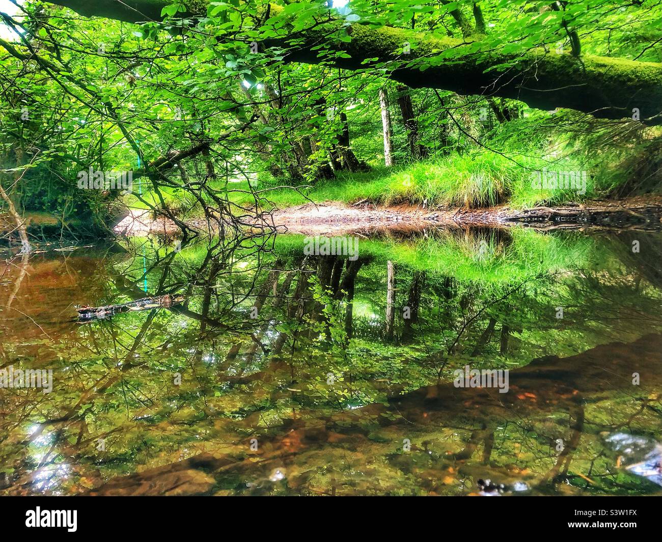 New Forest stream reflection, National Park Hampshire United Kingdom ...