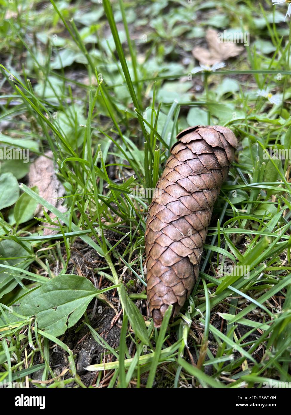 Fir cone hi-res stock photography and images - Alamy