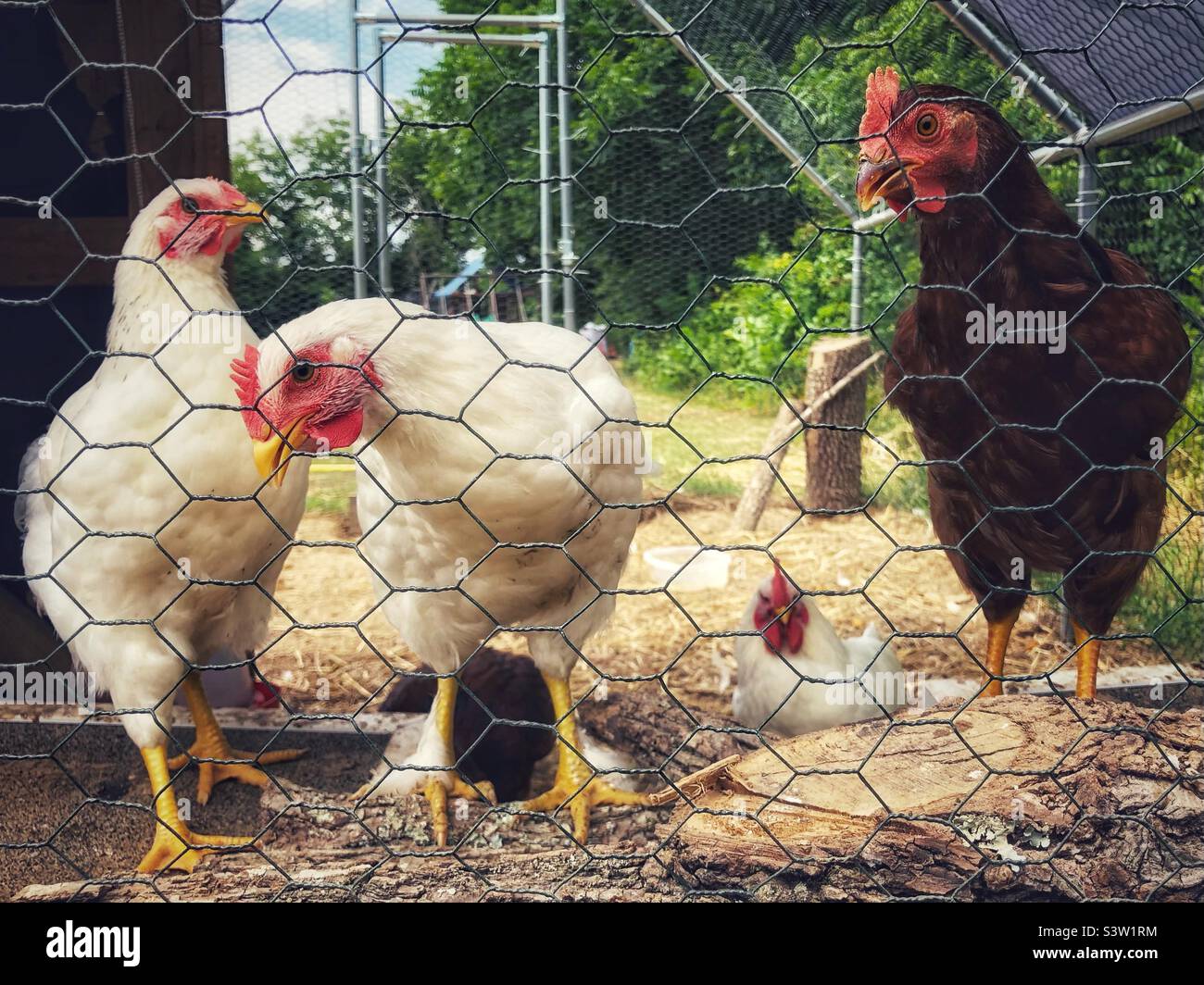 Pen cage hi-res stock photography and images - Alamy