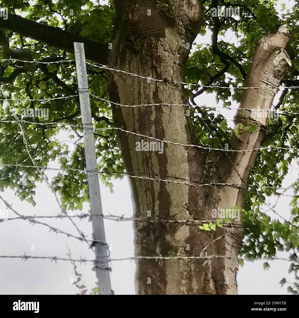 Tree trunk fence hi-res stock photography and images - Alamy
